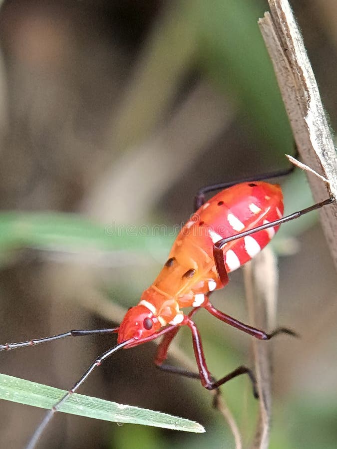 Bright Red Bug, Possibly Dysdercus Cingulatus & X28;red Cotton Stainer ...
