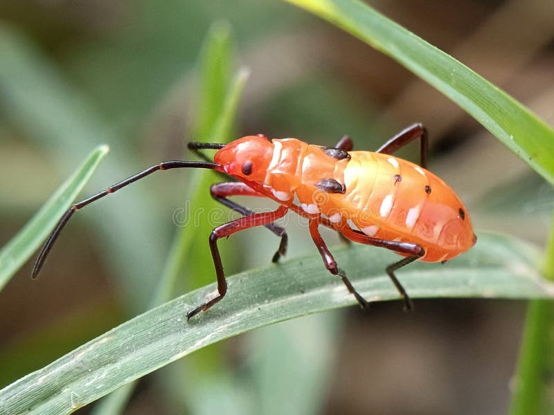 Bright Red Bug, Possibly Dysdercus Cingulatus & X28;red Cotton Stainer ...