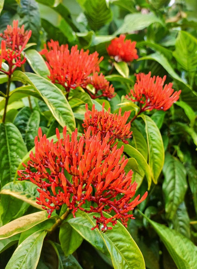 631 Ashoka Flowers Stock Photos - Free & Royalty-Free Stock Photos from ...