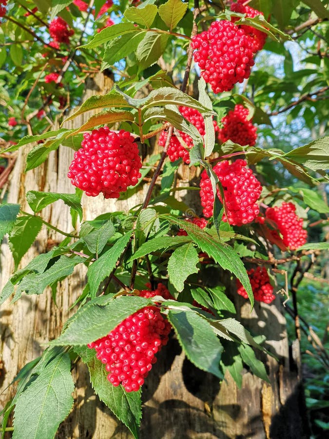 Bright Red Bunches of Berries on a Tree Stock Image - Image of berry ...