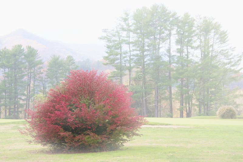 Bright Red Burning Bush in the Dense Fog Stock Photo - Image of leaves ...