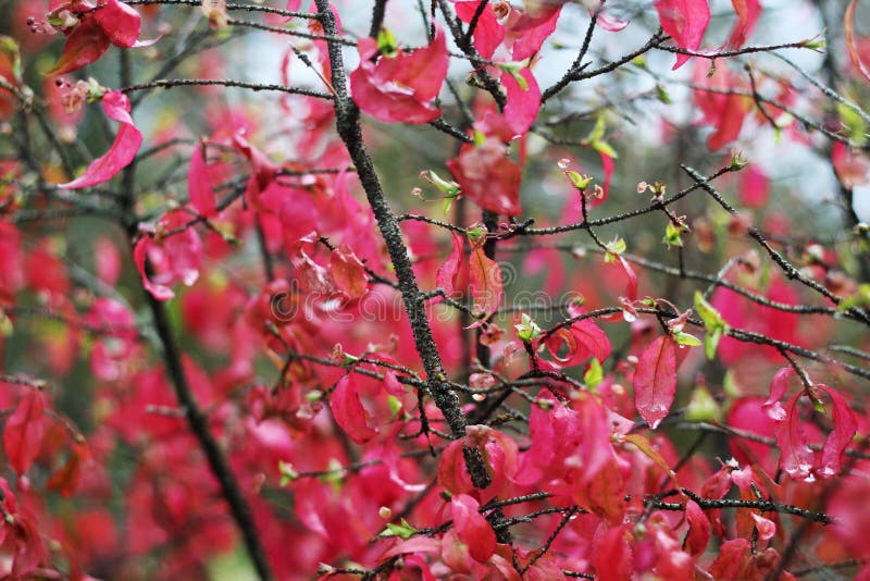 Bright red bush branches stock photo. Image of colorful - 83053132