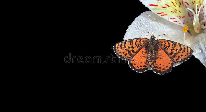 Bright Red Butterfly on a White Lily Flower in Water Drops after Rain ...
