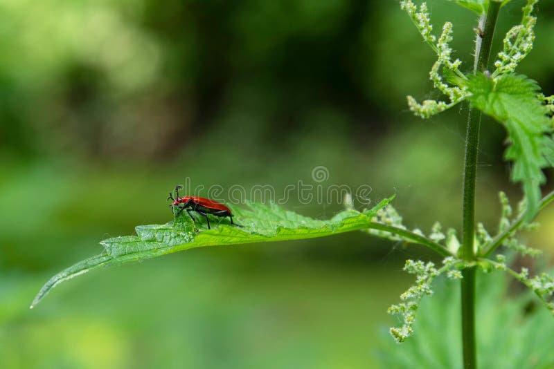 Callid Beetle Stock Photos - Free & Royalty-Free Stock Photos from ...