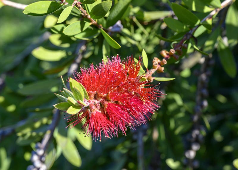 Bright Red Callistemon Flower of an Evergreen Tropical Tree Stock Photo ...