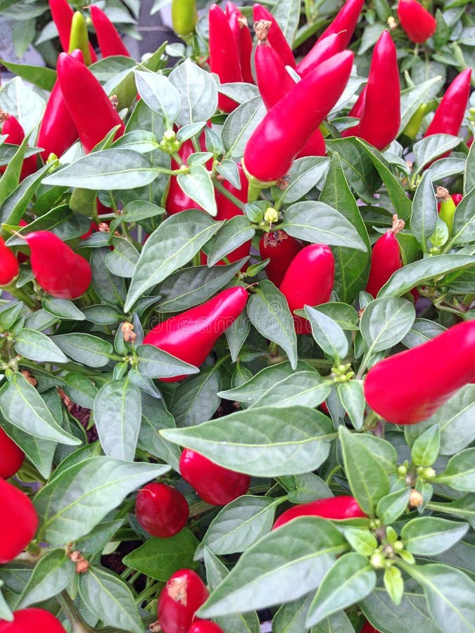Bright Red Capsicum Sombrero Pepper Bush Stock Image - Image of ...