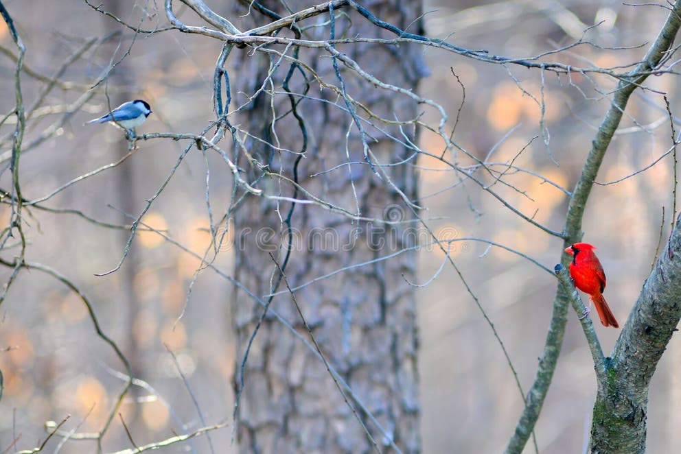 Bright Red Cardinal Bird and a Chickadee Perched on Tree Branches Stock ...