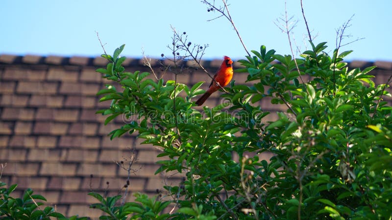 The Bright Red Cardinal Bird Sitting on a Branch. Stock Photo - Image ...