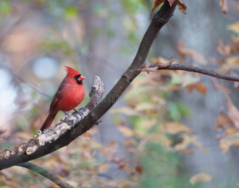 Bright Red Cardinal on Branch Stock Image - Image of leaves, cardinal ...