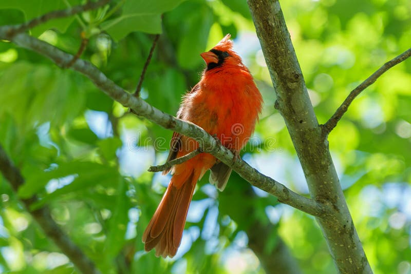 Cardinal in spring stock image. Image of birdwatching - 18146631