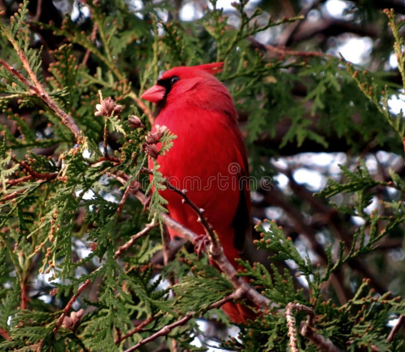 Bright Red Cardinal Perched in Evergreen Tree Stock Photo - Image of ...