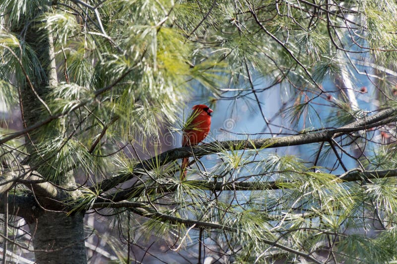 Red cardinal stock image. Image of beak, flower, plant - 362415291