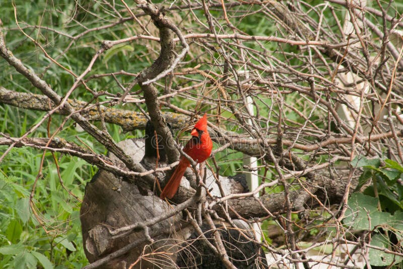 Cardinal on a Branch stock image. Image of bright, branch - 111969929