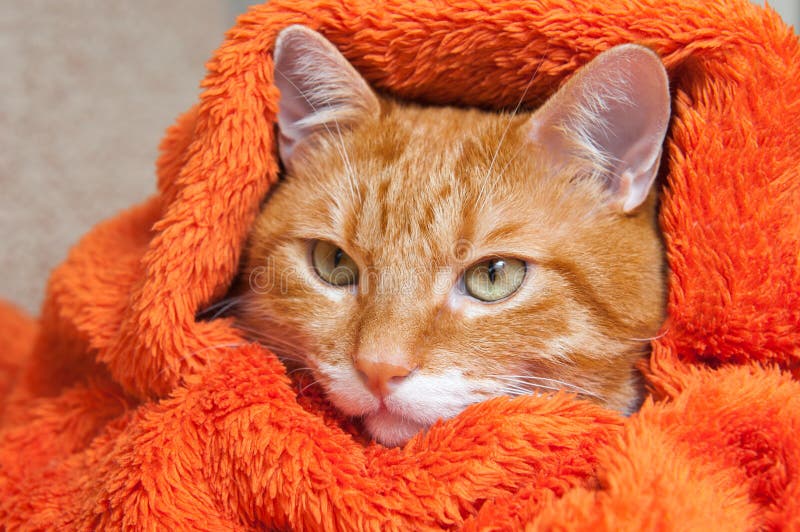 Bright Red Cat in a Plush Soft Orange Wrap Stock Photo - Image of funny ...
