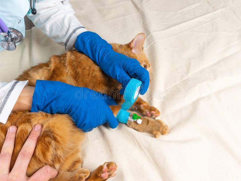 A Bright Red Cat Was Put on a Catheter. the Veterinarian Fixes the ...