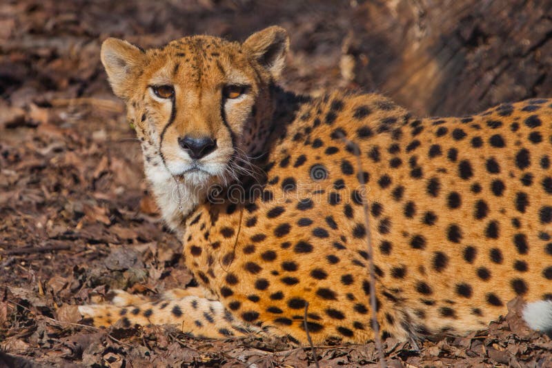 Got Up. a Bright Red Cheetah is Resting and Looking Down on a Withered ...