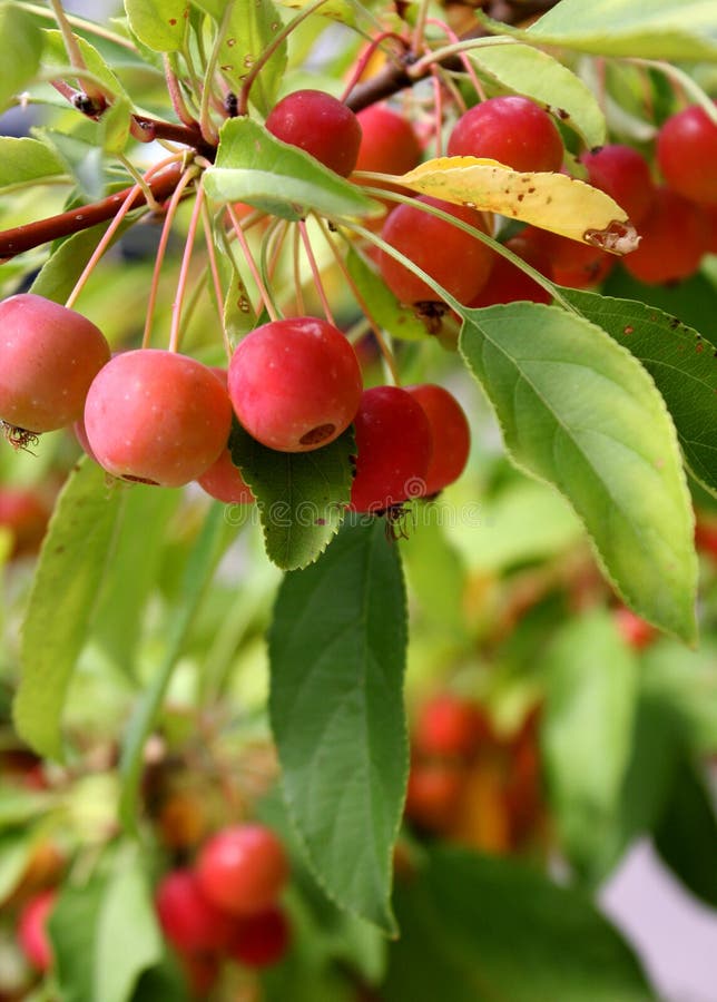 Bright Red Cherries on a Cherry Tree in Early Fall Stock Photo - Image ...