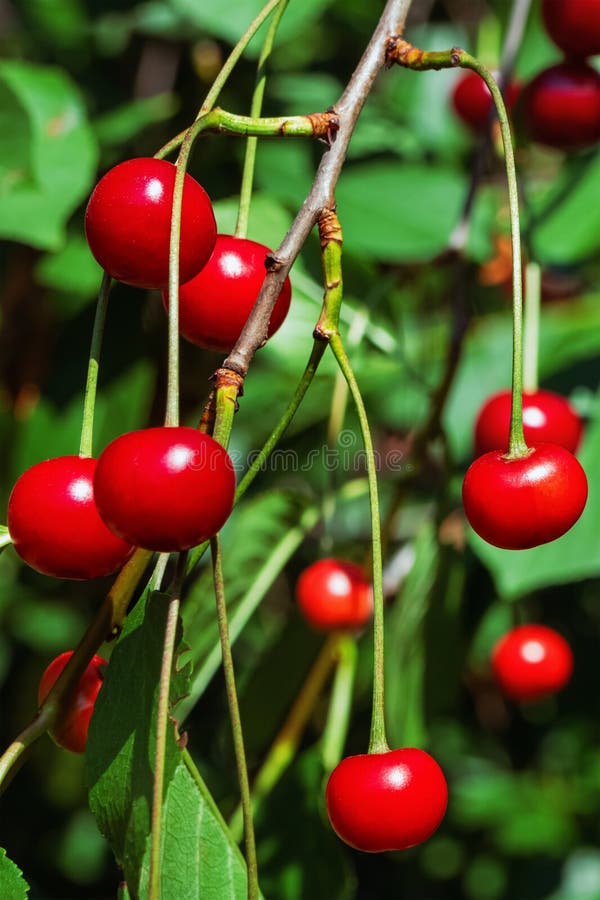 Bright Red Cherries on a Tree Branch. Red Juicy Cherries on Branches ...
