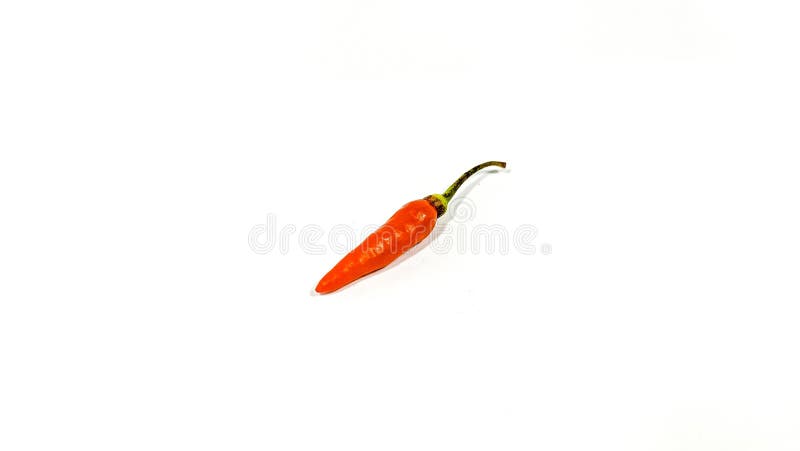 Curly Red Chili Isolated. this Chili Looks Fresh with a Bright, Shiny ...