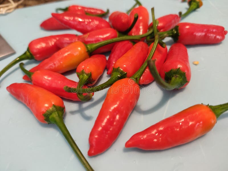 Bright red chillies fresh stock image. Image of vegetables - 232126993