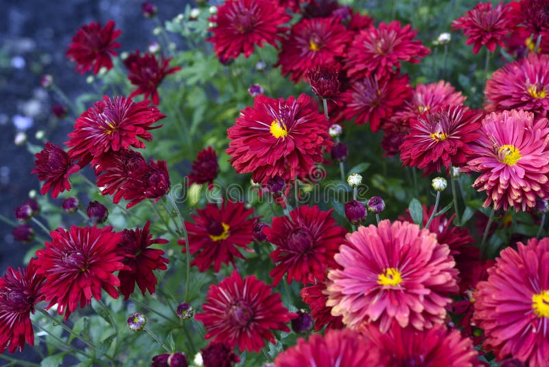 Bright Red Chrysanthemum. a Beautiful Chrysanthemum Flower Bush Stock ...