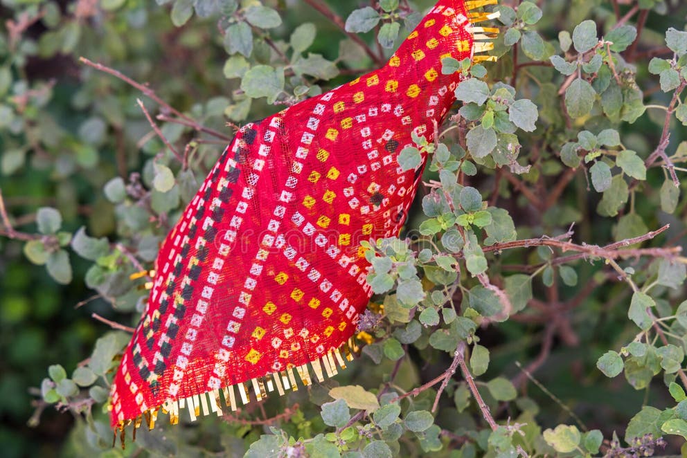 Bright Red Cloth in a Tree in Pushkar Stock Image - Image of plant ...