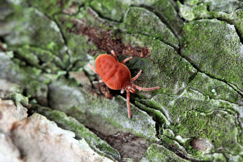 Moss mite stock photo. Image of mite, macro, animal - 109685142