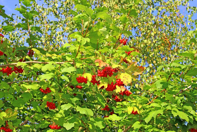 Bright Red Clusters of Berries of Viburnum on the Branches Stock Photo ...