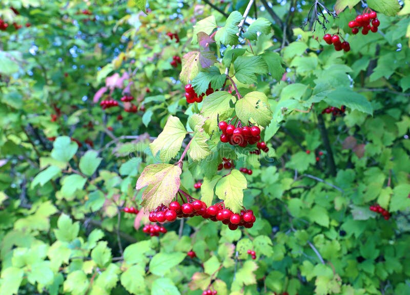 Bright Red Clusters of Berries of Viburnum on the Branches Stock Photo ...