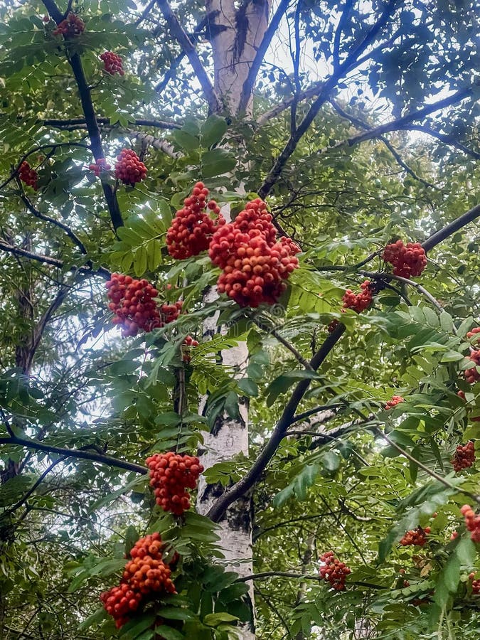 Clusters of Red Rowan Berries on Tree Branches in Summer Forest Stock ...