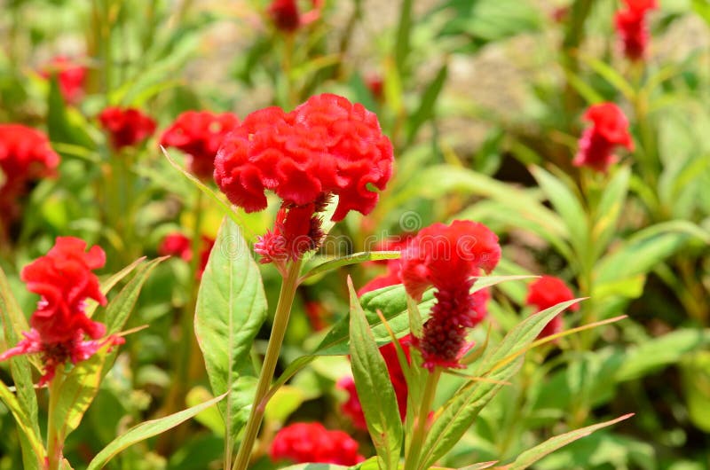 Colorful Flowers in Nature.Bright Red Cockscomb Flowers Stock Photo ...