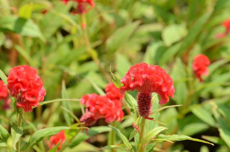 Colorful Flowers in Nature.Bright Red Cockscomb Flowers Stock Photo ...