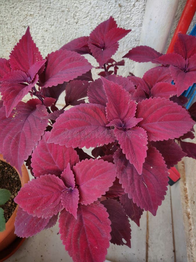 Bright red coleus plant stock photo. Image of lilac - 228928736