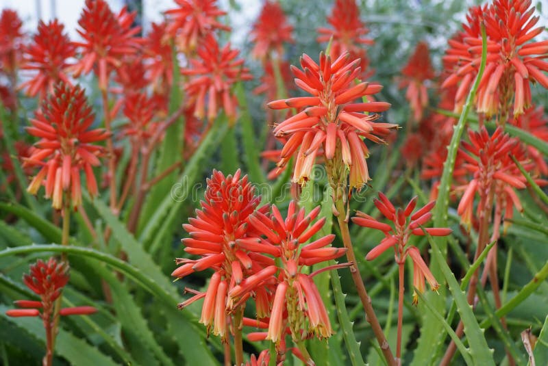 Bright Red Color of Aloe Vera Flowers Stock Photo - Image of closeup ...