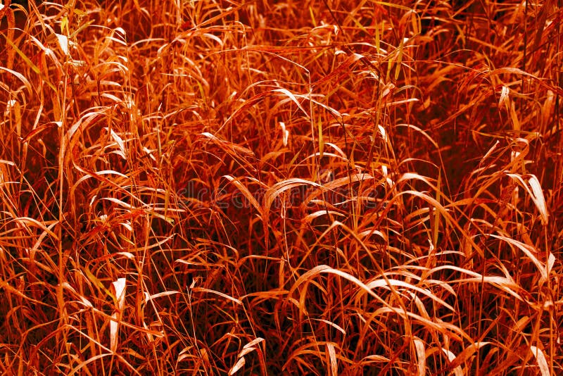 A Bright Red Colored Grass Texture Stock Photo - Image of vibrant ...