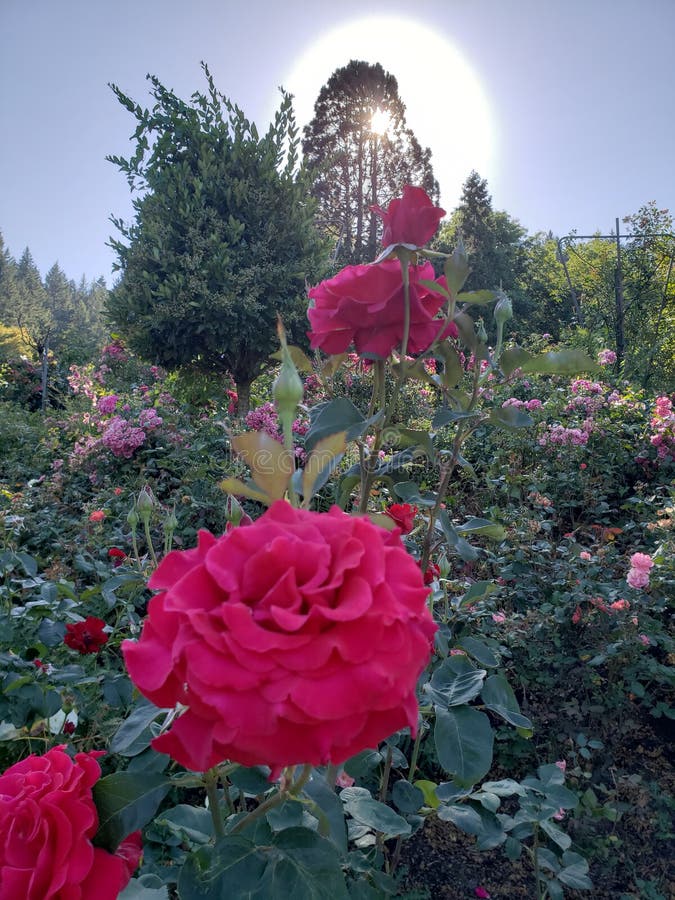 Sunset Rose Fields stock image. Image of rose, fields - 162256179