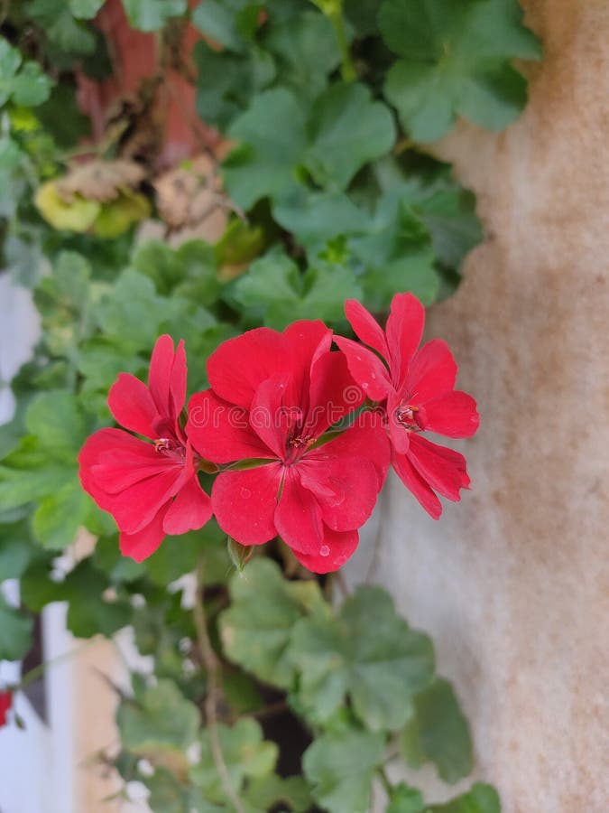 Bright Red Colour Cluster of Flowers with Nature Background Stock Image ...