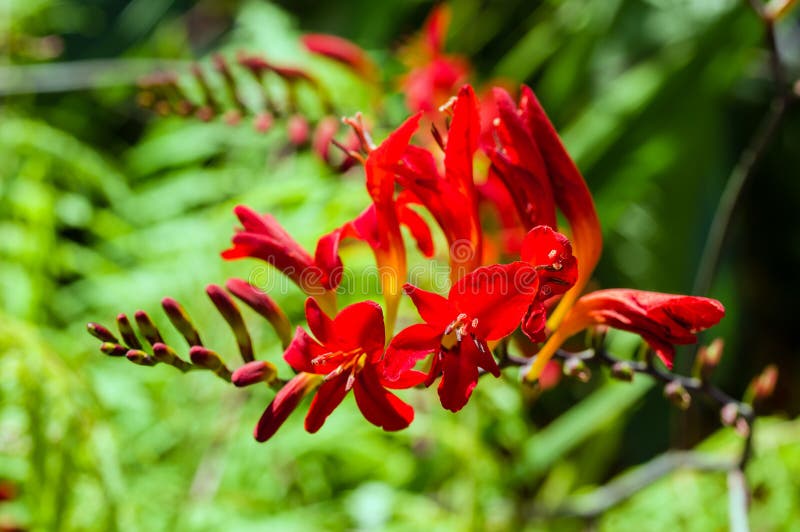 Bright Red Crocosmia Flower in Bloom Stock Photo - Image of plants ...