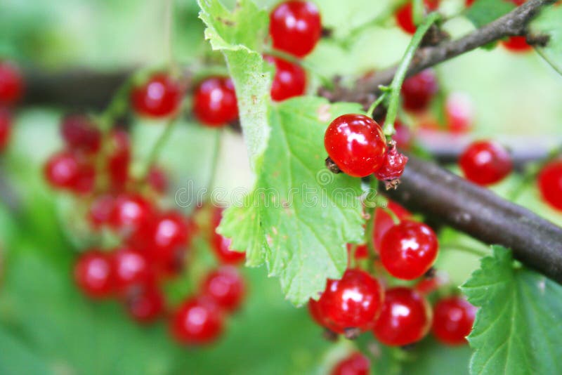 Red currants on branch stock photo. Image of beauty, autumn - 10313640