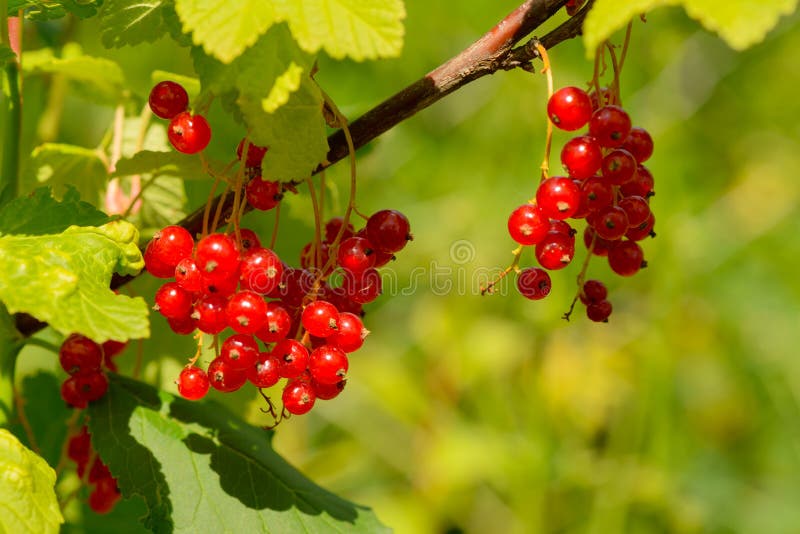 Bright Red Currant Berries on Branches Stock Image - Image of freshness ...