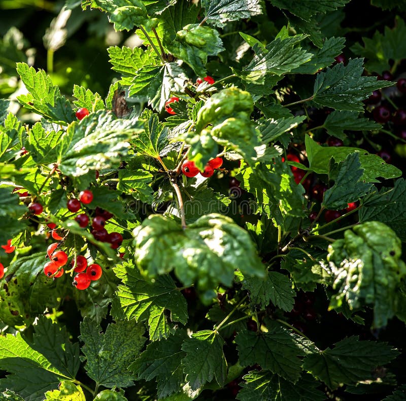 Bright Red Currant on a Bush in the Garden Stock Photo - Image of ...