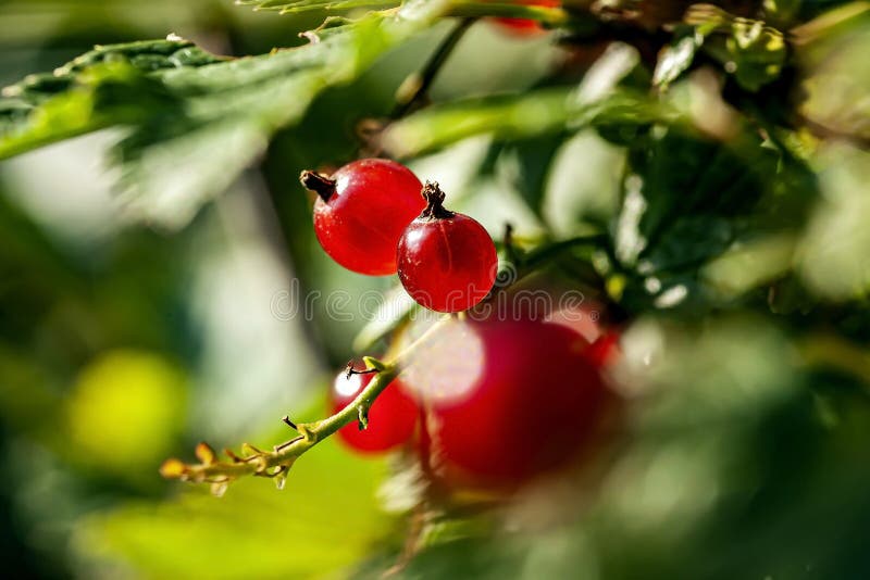 Bright Red Currant on a Bush in the Garden, Macro Stock Image - Image ...