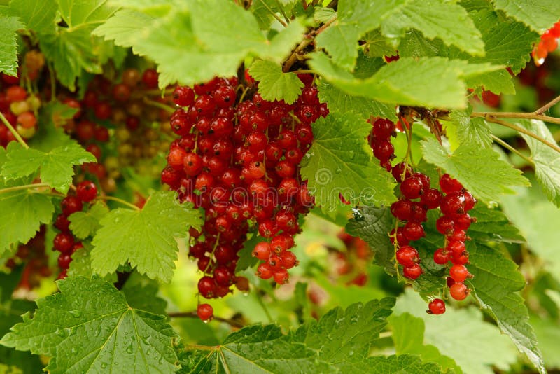 Bright Red Red Currant Fruit on Green Branches with Water Drops Stock ...