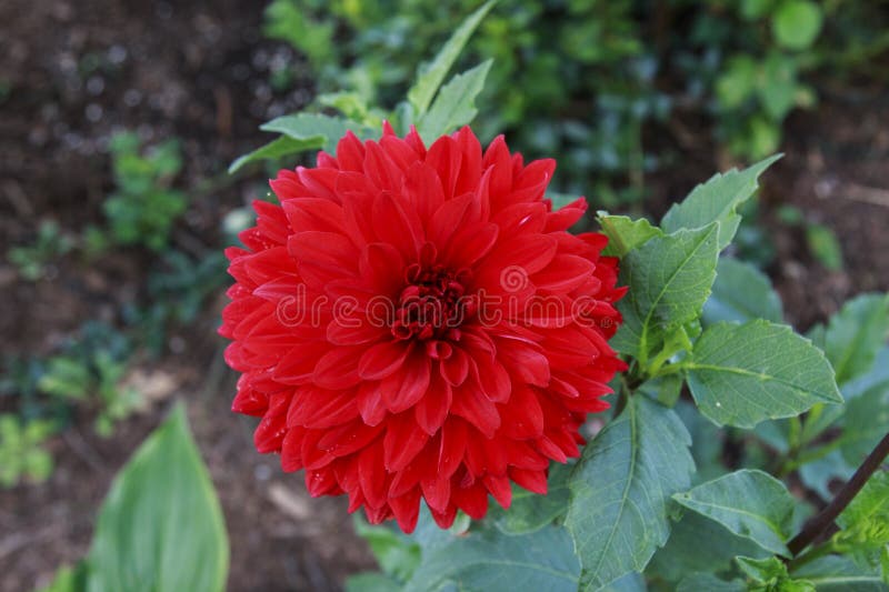 Bright Red Dahlia Flower in the Garden Stock Image - Image of grow ...