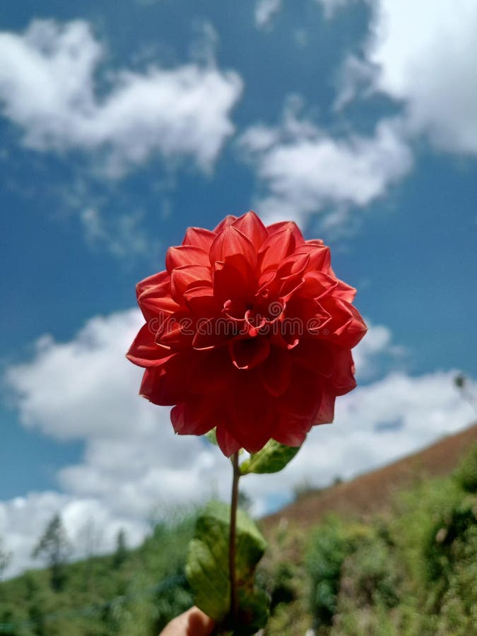 Bright Red Dahlia Under Blue Sky - Nature Photography Stock Photo ...