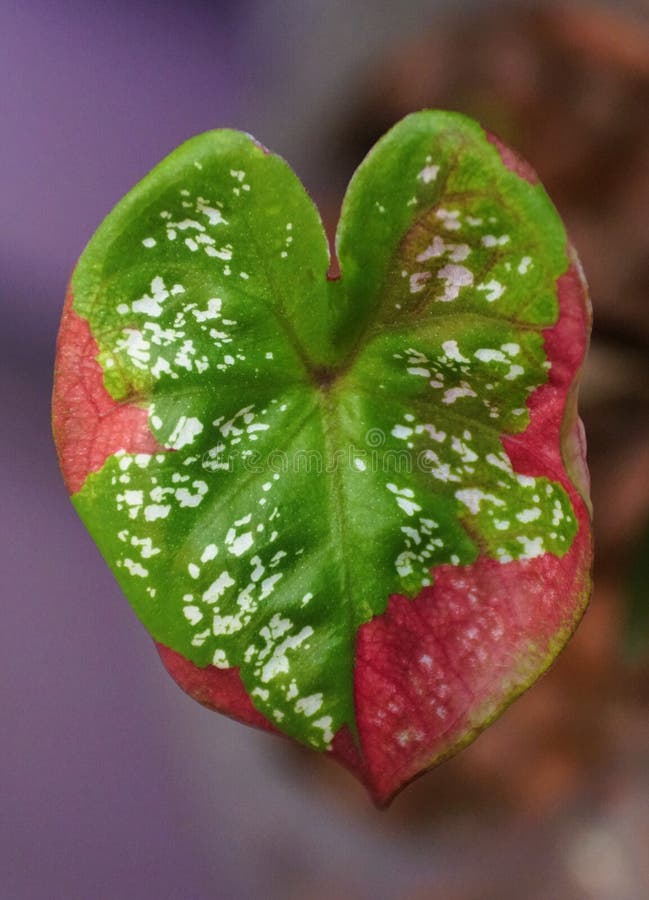 The Bright Red and Dark Green Love Shape Leaf of Caladium Red Beret ...