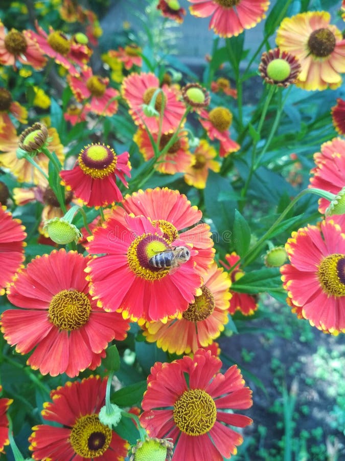 Bright Red Decorative Flowers with Some Bees on Them Stock Photo ...