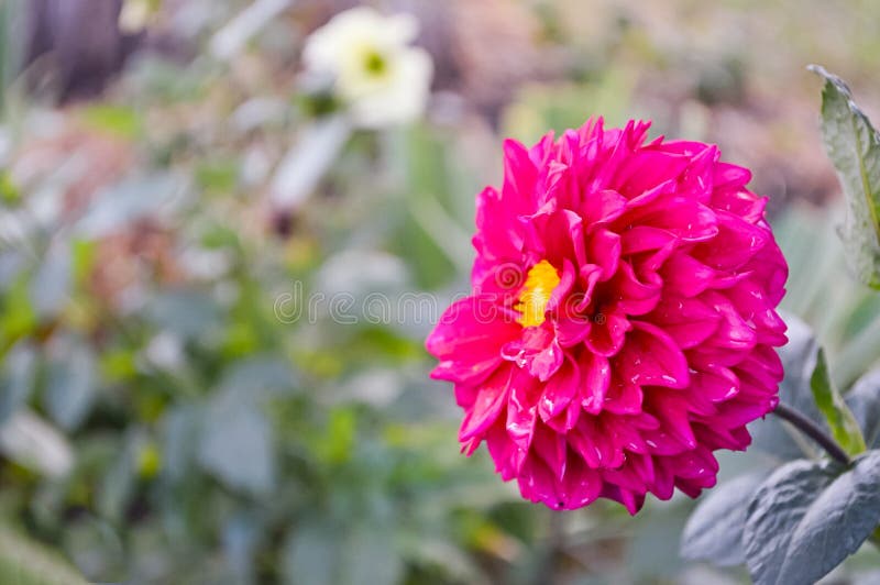 Bright Red Double Dahlia Flower Stock Photo - Image of raindrops, pink ...