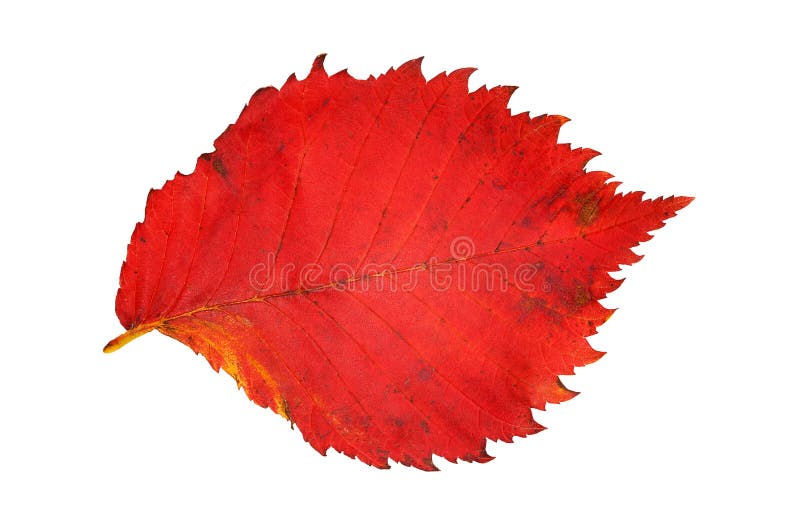 Bright Red Elm Leaf on White Background Stock Photo - Image of closeup ...