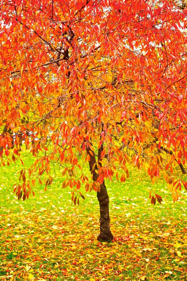 Bright red fall leaves stock photo. Image of autumn, stem - 14794010